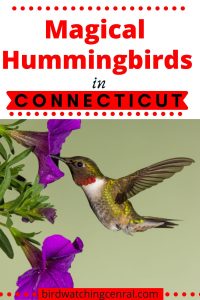 Hummingbirds in Connecticut: Common and Rare - Birdwatching Central