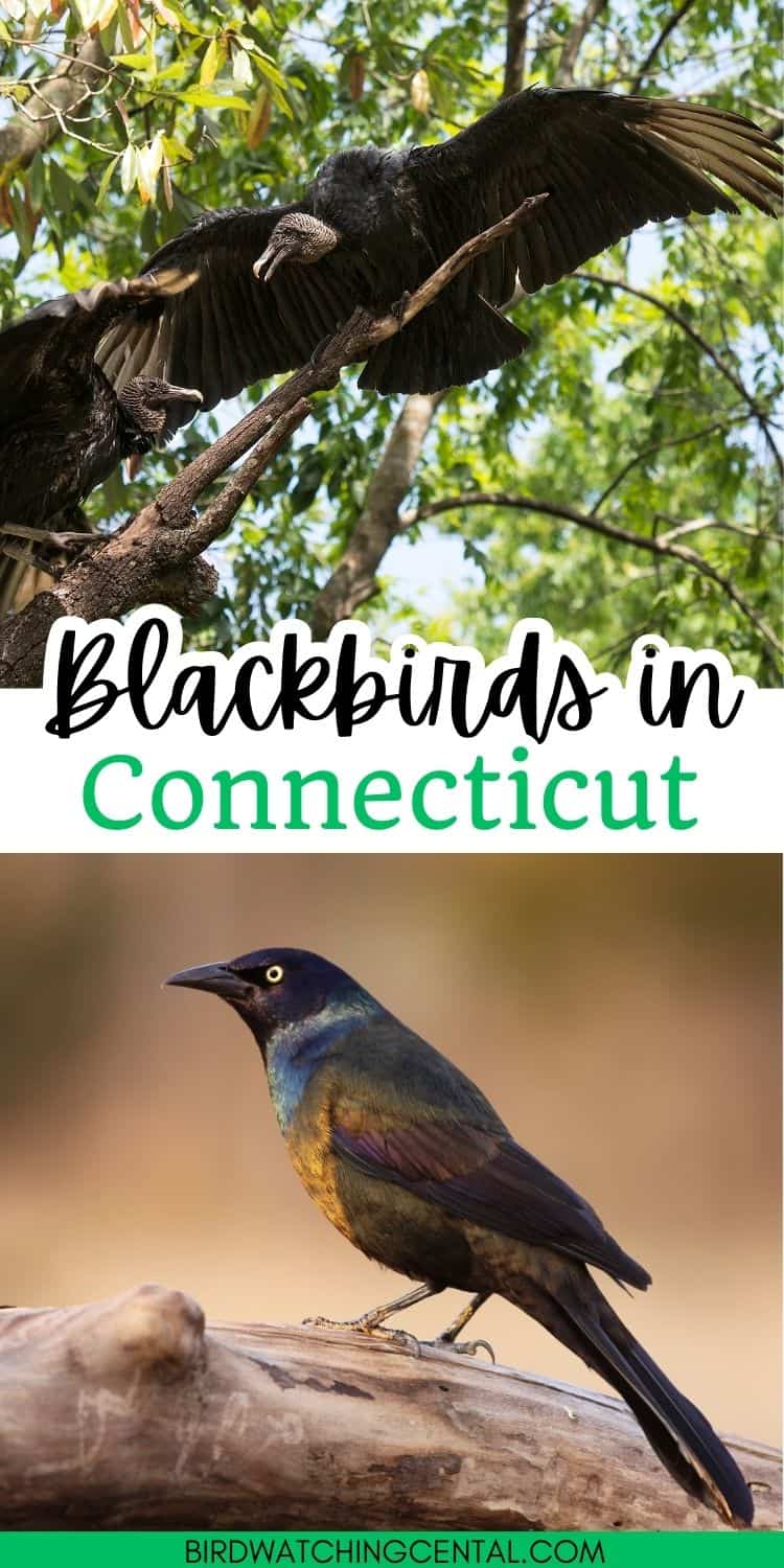 A Guide to Blackbirds and Black Birds in Connecticut - Birdwatching Central