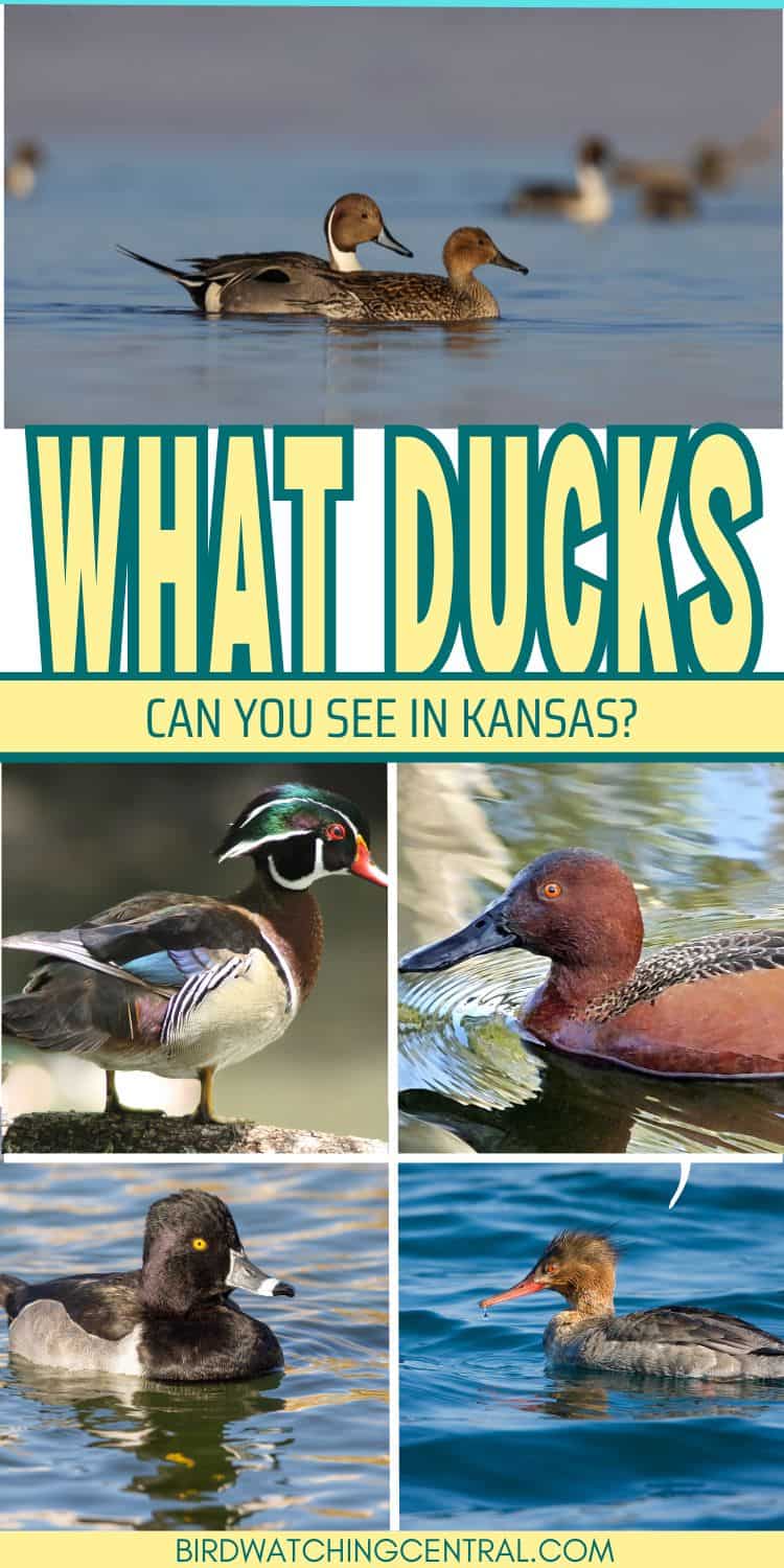 25 Ducks in Kansas – A Guide with ID, Tips, and Photos - Birdwatching ...