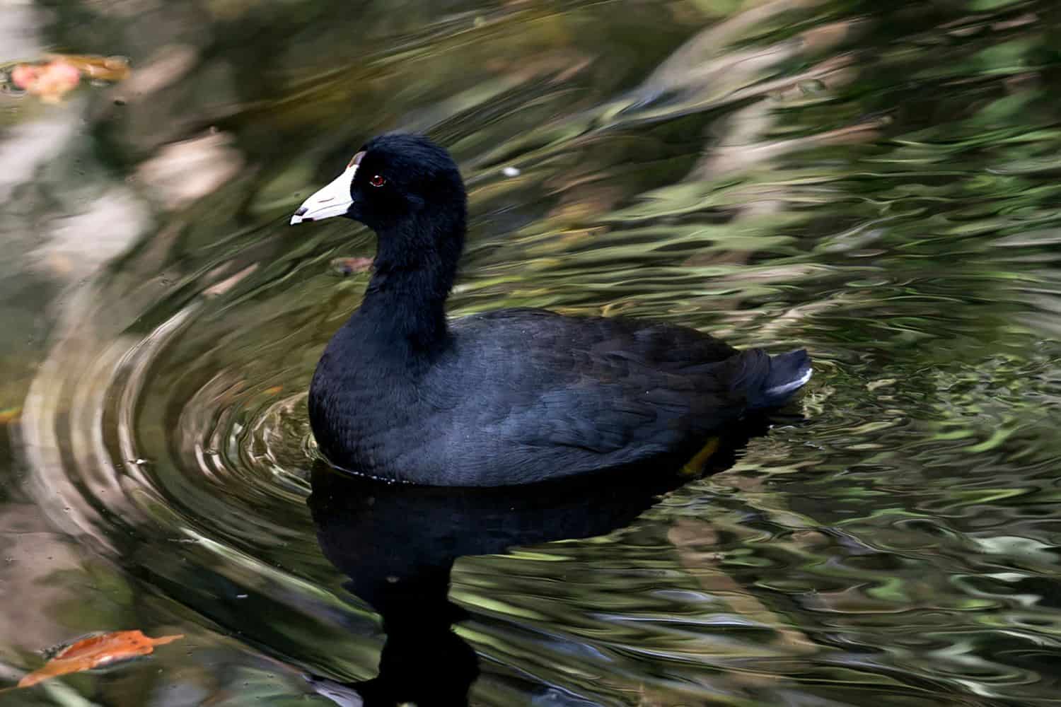 26 Ducks in Nevada – A Guide with ID, Tips, and Photos - Birdwatching ...