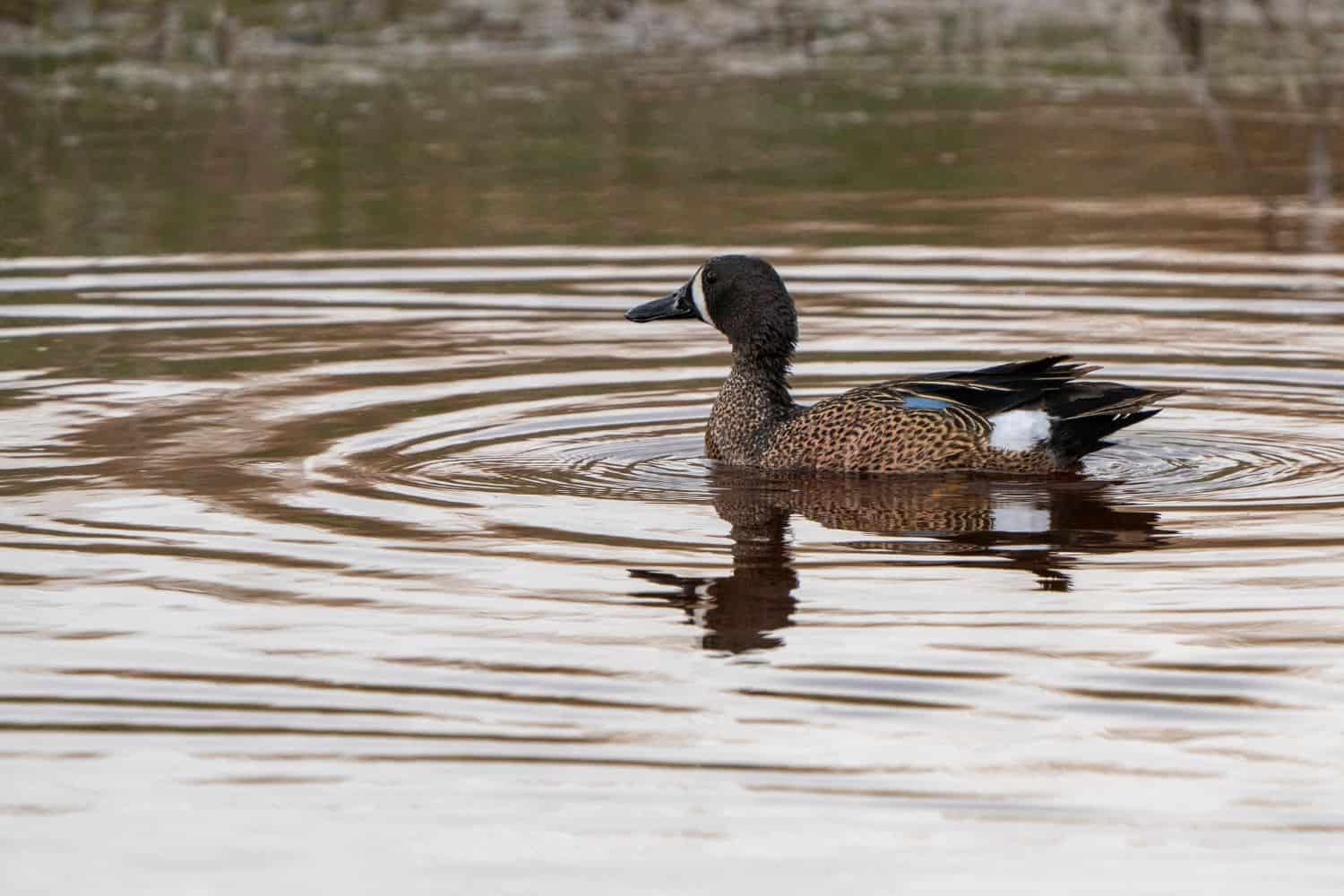 21 Ducks in Utah – A Guide with ID, Tips, and Photos - Birdwatching Central