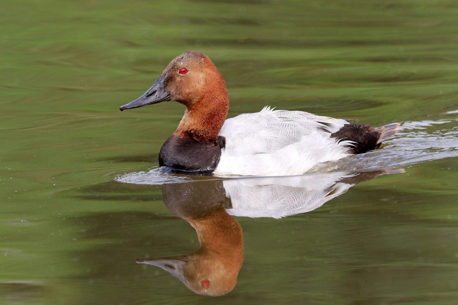 21 Ducks in Utah – A Guide with ID, Tips, and Photos - Birdwatching Central