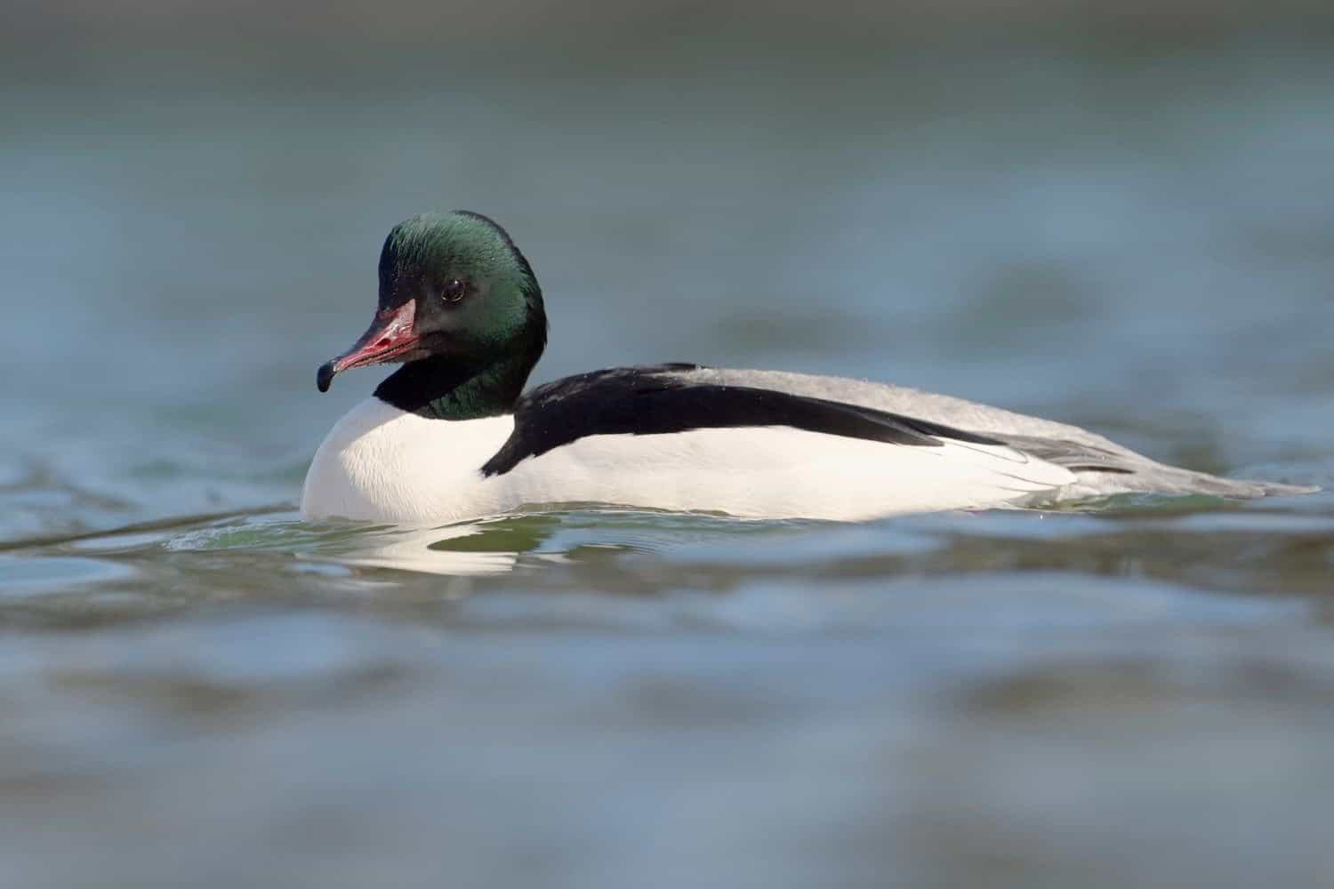 21 Ducks in Utah – A Guide with ID, Tips, and Photos - Birdwatching Central