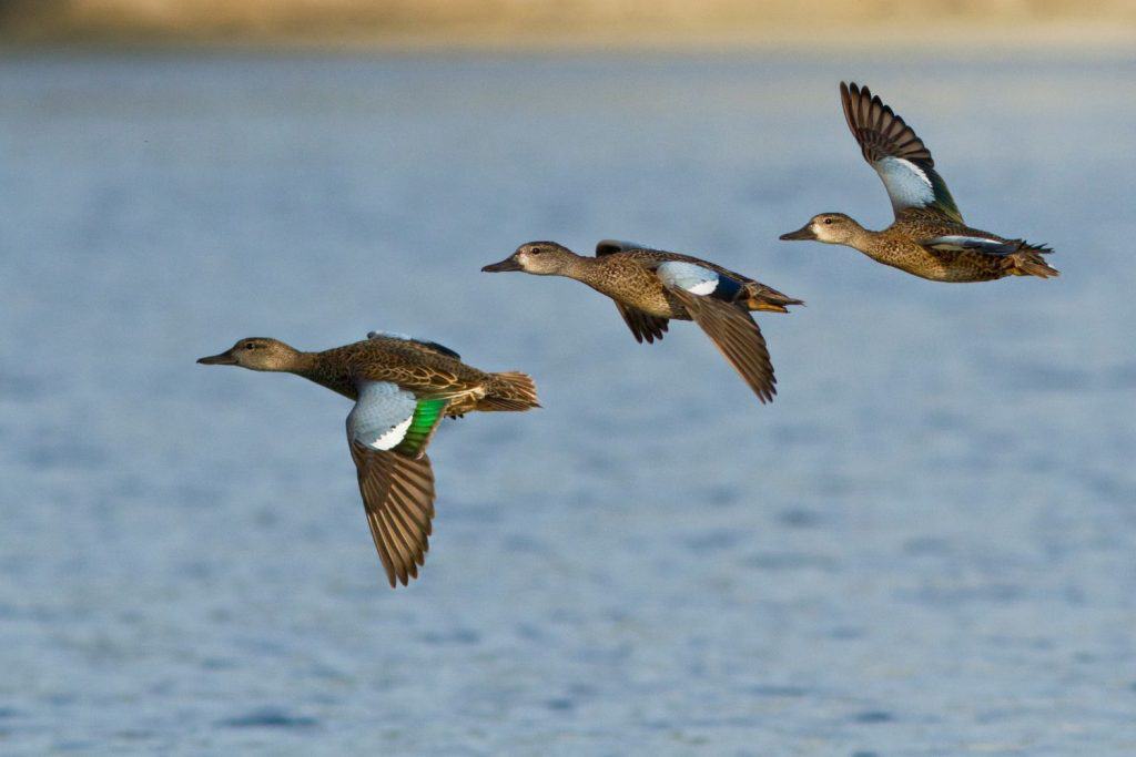 26 Ducks in Colorado – A Guide with ID, Tips, and Photos - Birdwatching ...