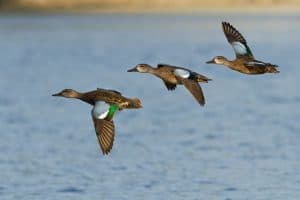 26 Ducks in Colorado – A Guide with ID, Tips, and Photos - Birdwatching ...