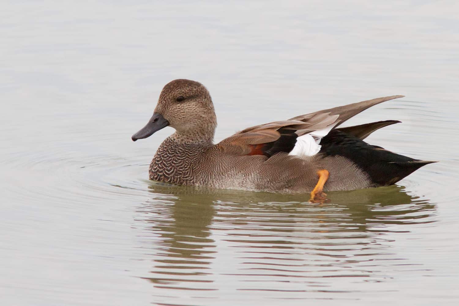 21 Ducks in Utah – A Guide with ID, Tips, and Photos - Birdwatching Central