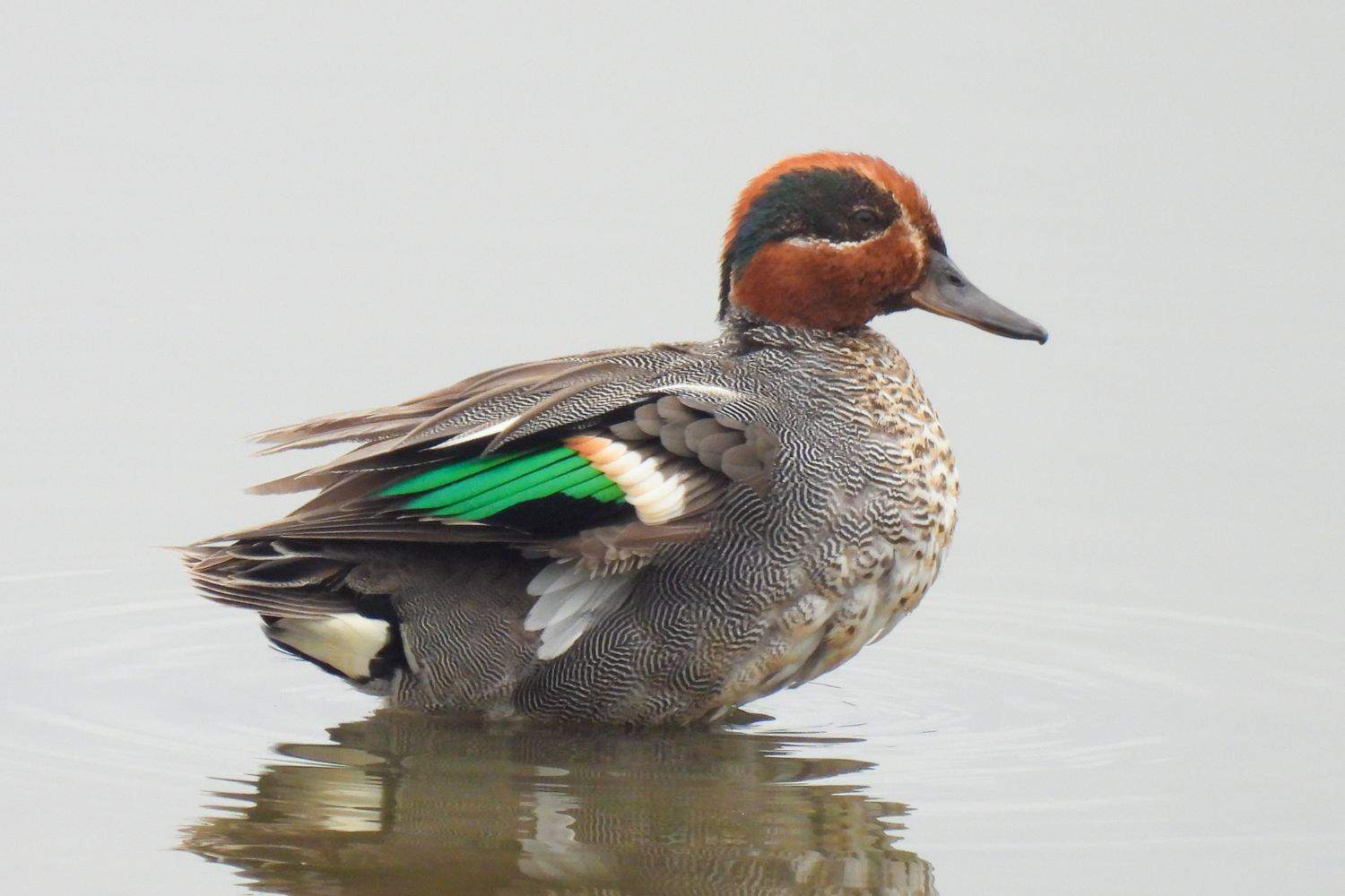 21 Ducks in Utah – A Guide with ID, Tips, and Photos - Birdwatching Central