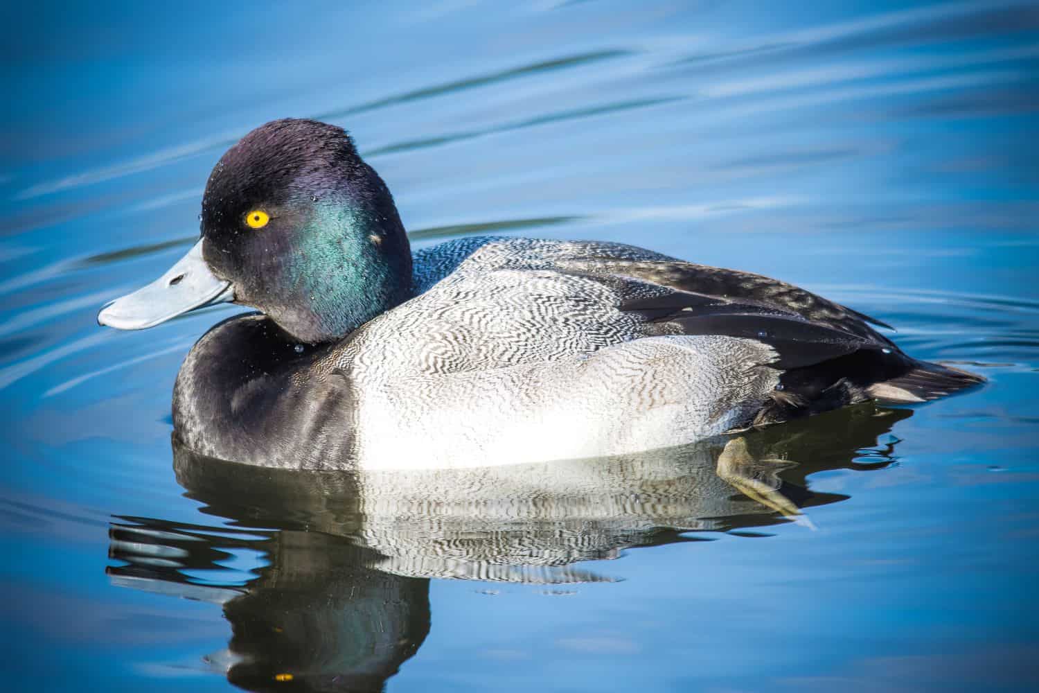 21 Ducks in Utah – A Guide with ID, Tips, and Photos - Birdwatching Central