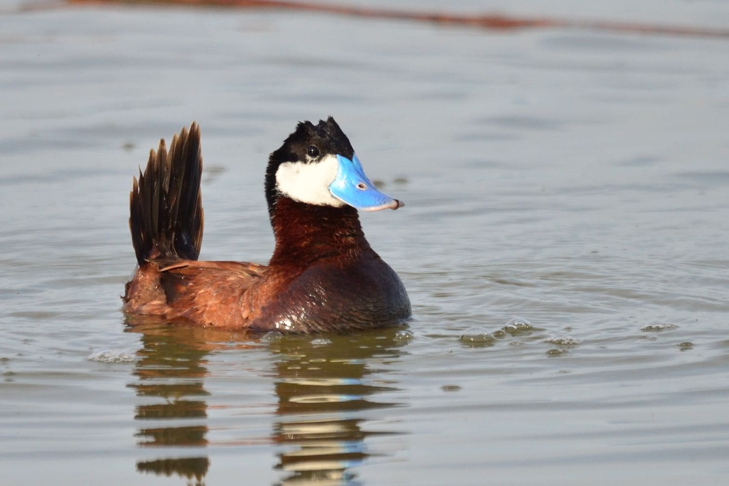 21 Ducks in Utah – A Guide with ID, Tips, and Photos - Birdwatching Central