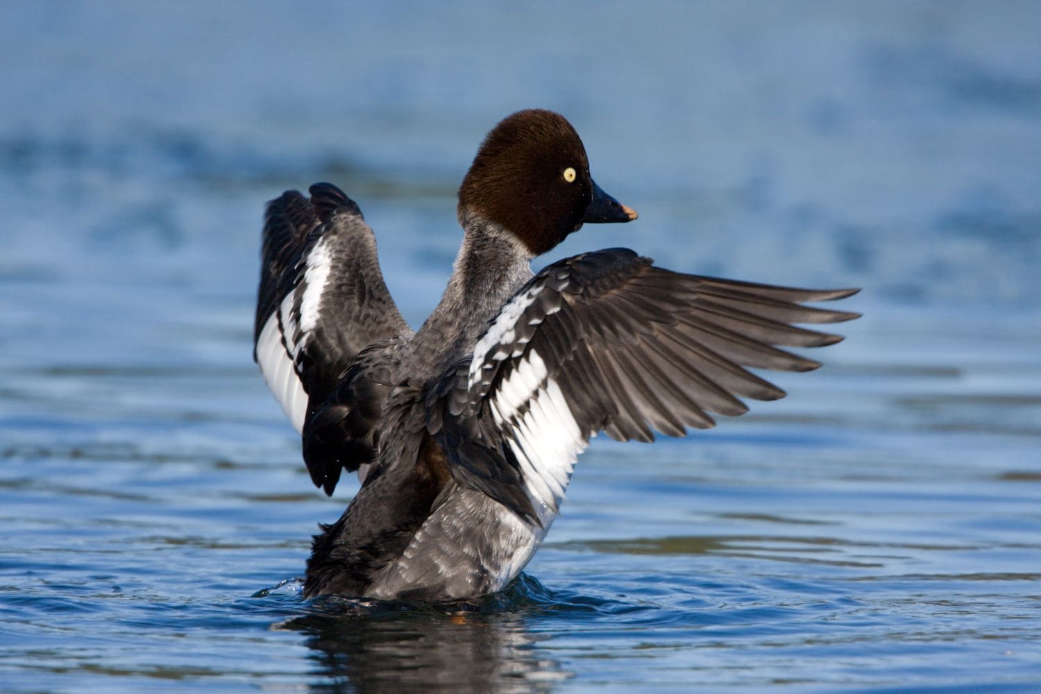 21 Ducks in Utah – A Guide with ID, Tips, and Photos - Birdwatching Central
