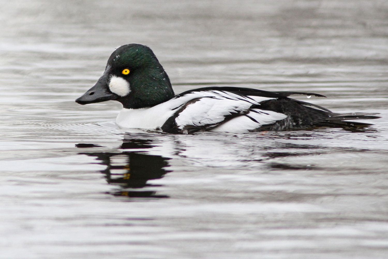 26 Ducks in Nevada – A Guide with ID, Tips, and Photos - Birdwatching ...