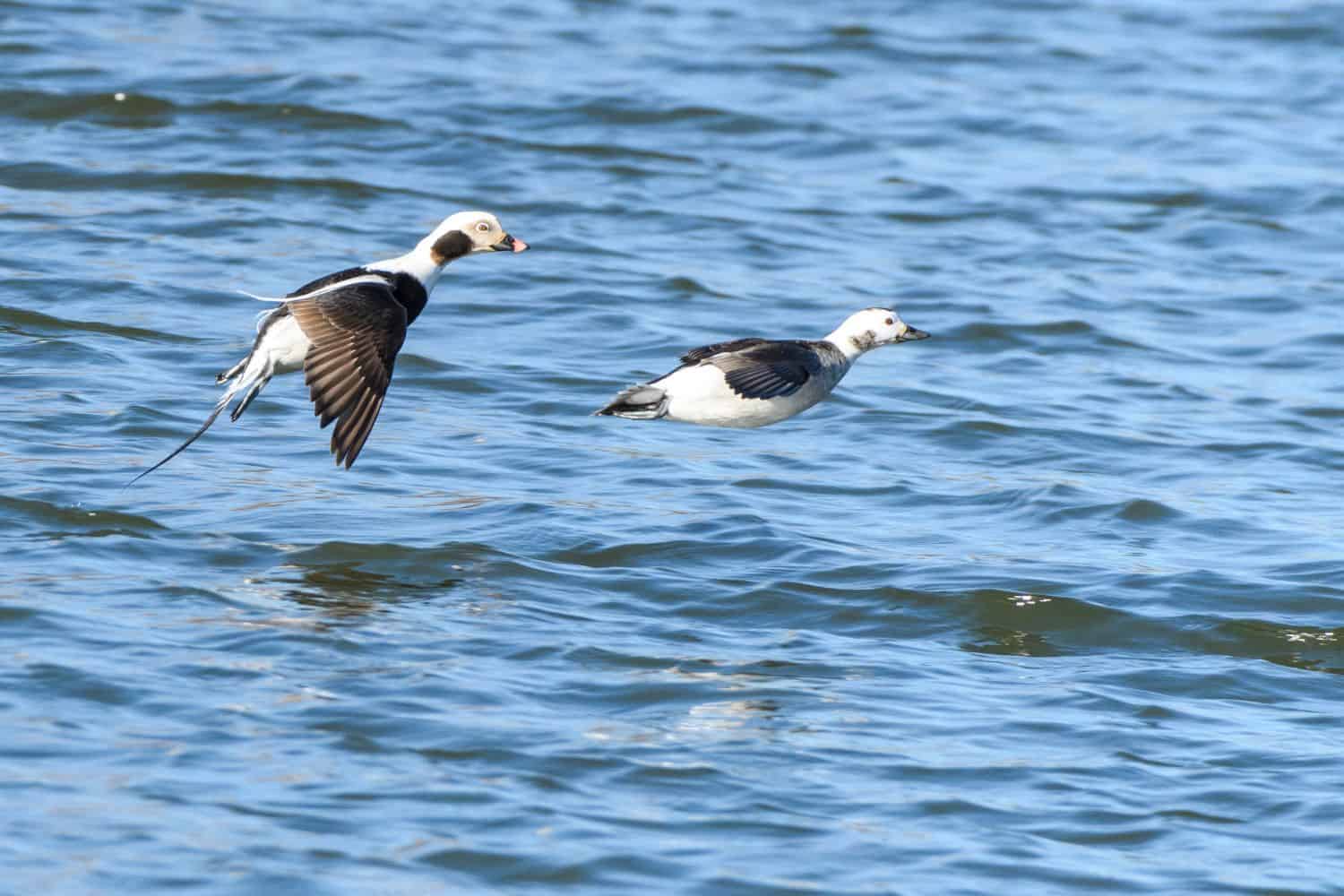 26 Ducks in Nevada – A Guide with ID, Tips, and Photos - Birdwatching ...