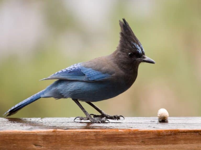 Unveiling the Mystery: Are Blue Cardinals Real? - Birdwatching Central